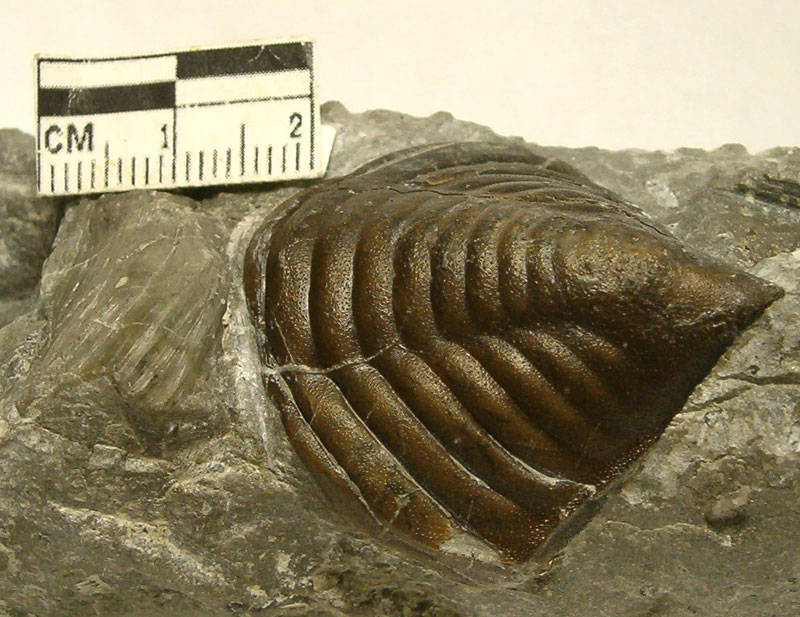 Louisville Fossils and Beyond: Fossil Prepping Update on Trilobites