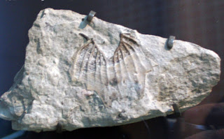 Louisville Fossils and Beyond: Arctinurus occidentalis Trilobite