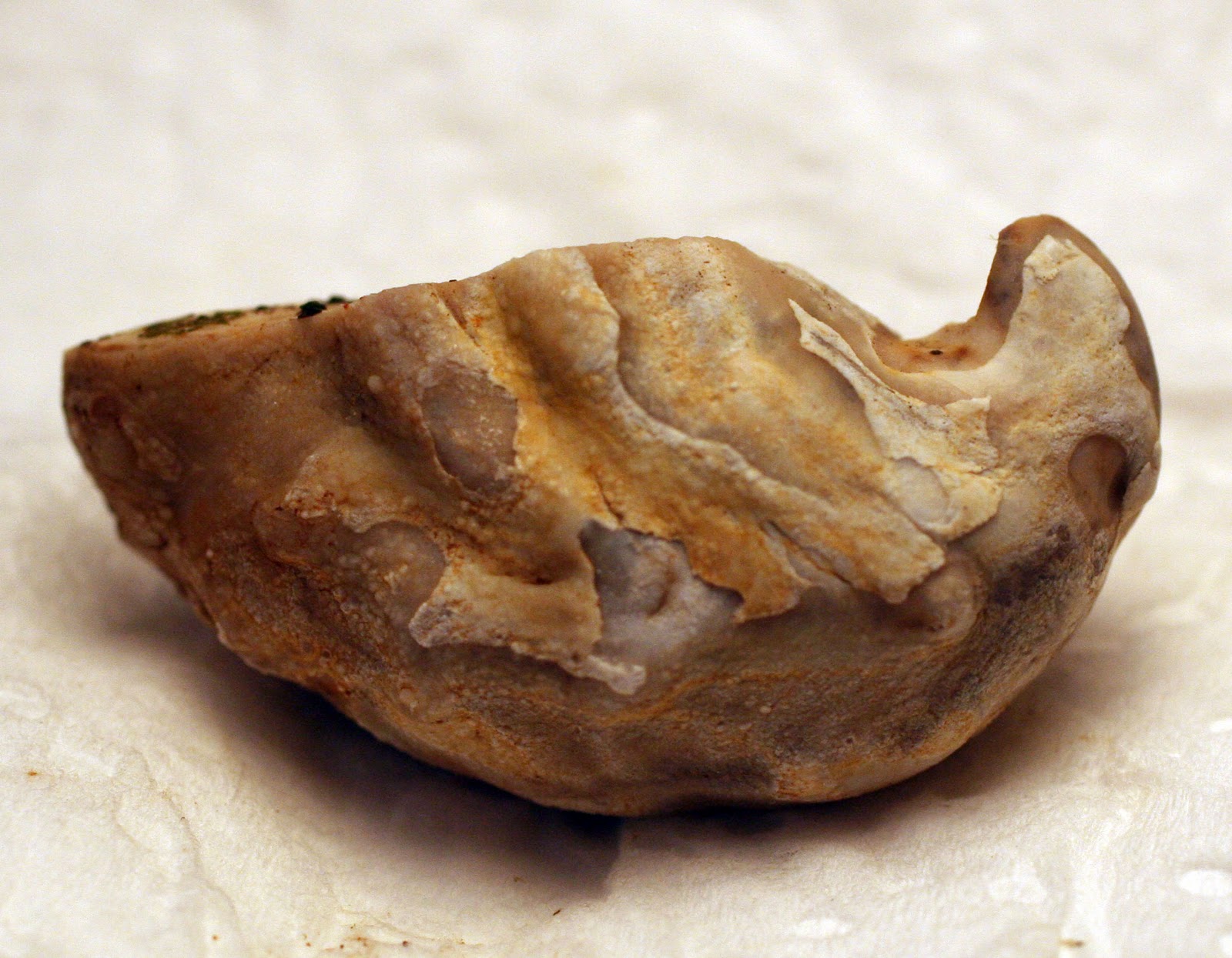 Louisville Fossils and Beyond: Platyceras dumosum? - Spiny Snail