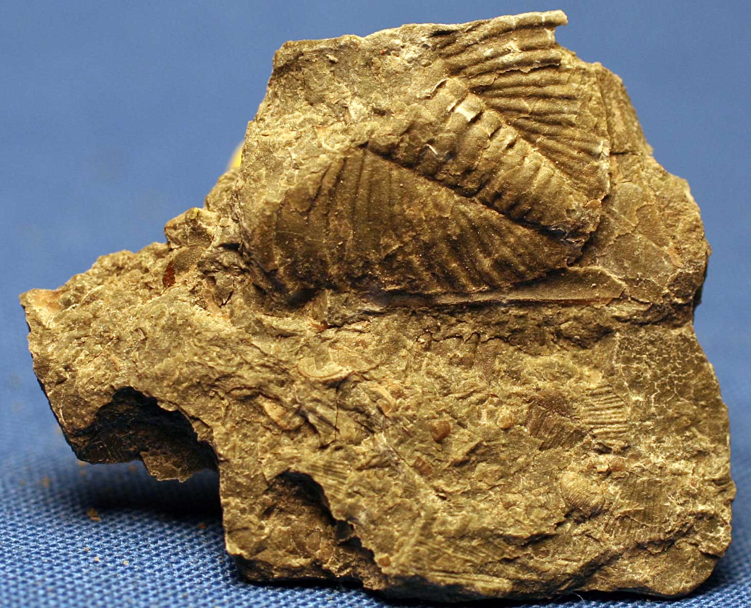 Louisville Fossils and Beyond: Dalmanites Imprint