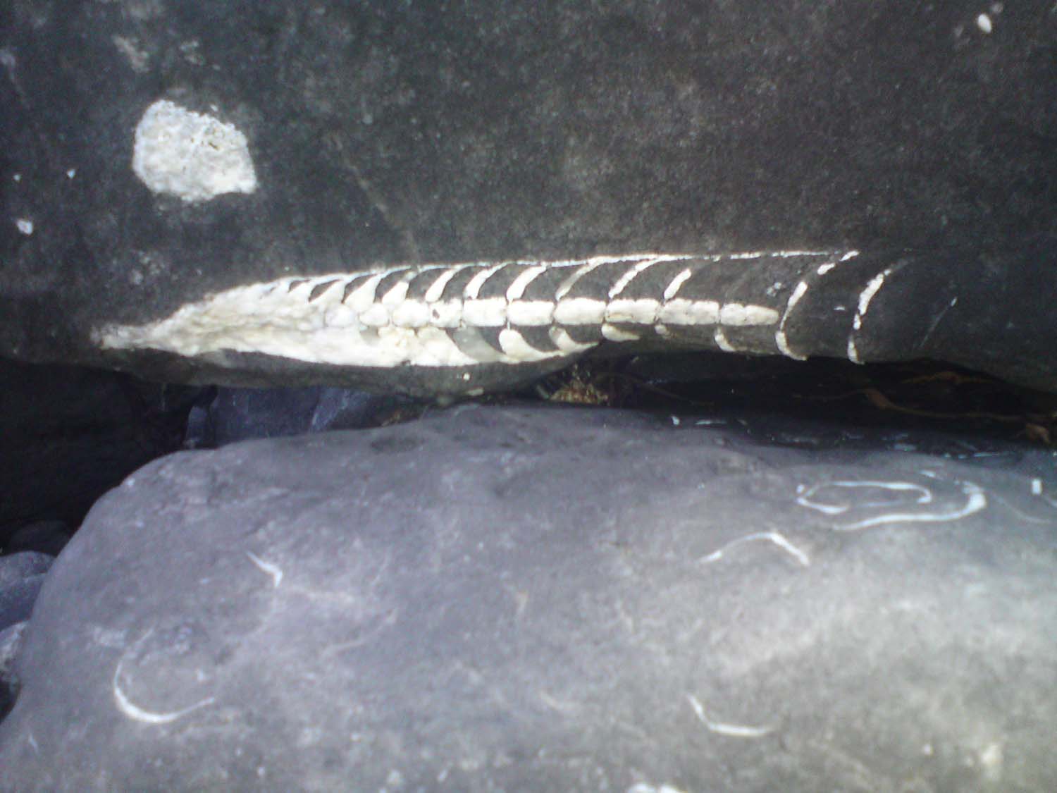 Louisville Fossils and Beyond: Fossil of the Aran Isles