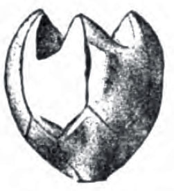 Louisville Fossils and Beyond: Stephanocrinus - Case of the Triangular Stem