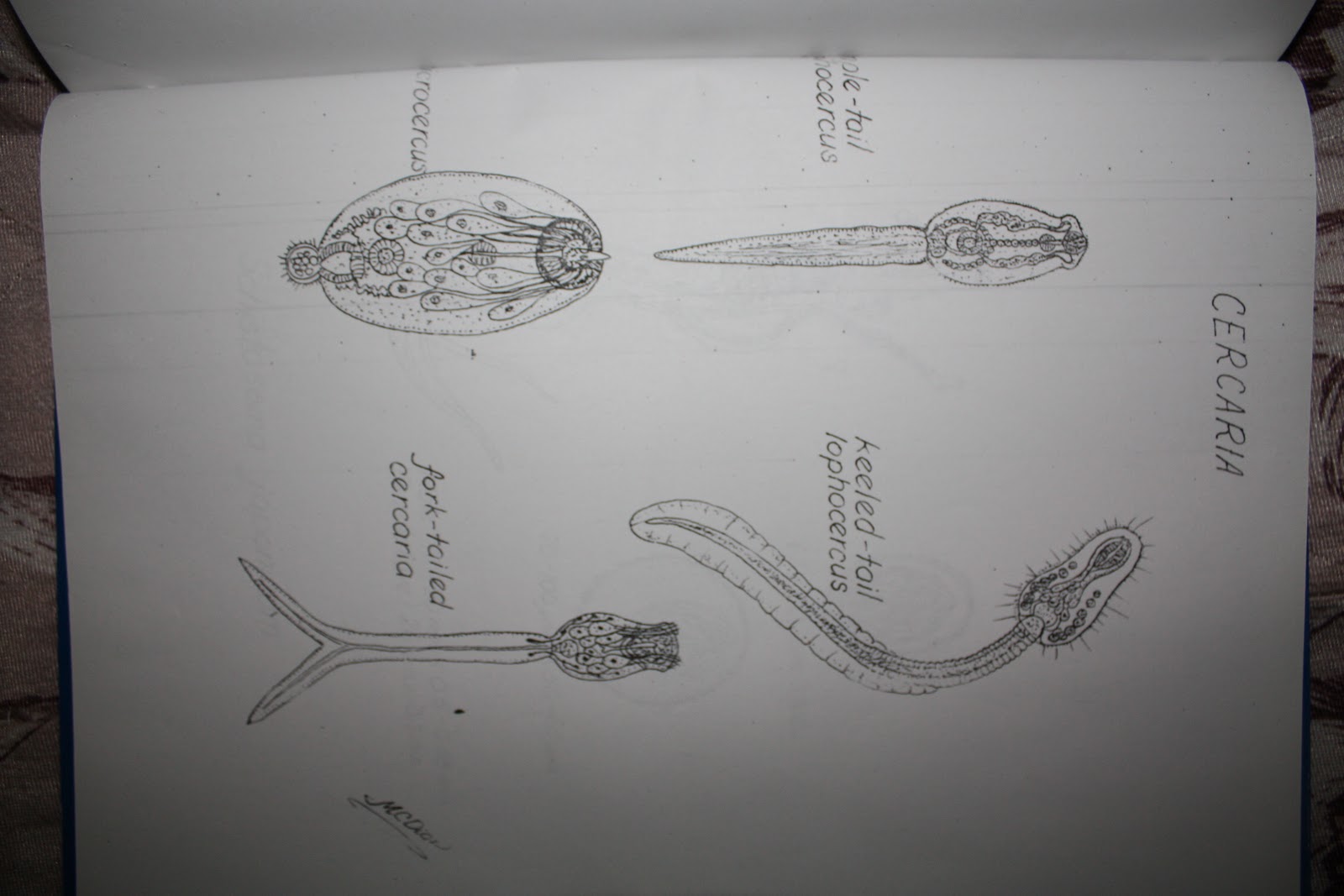 MD Files: Medically Important Parasites [Sketch by Dr. Macario Diaz]