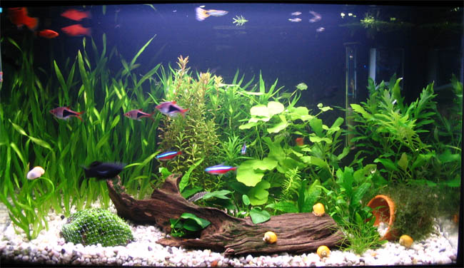 Acuarios Spetyone: Acuario Comunitario