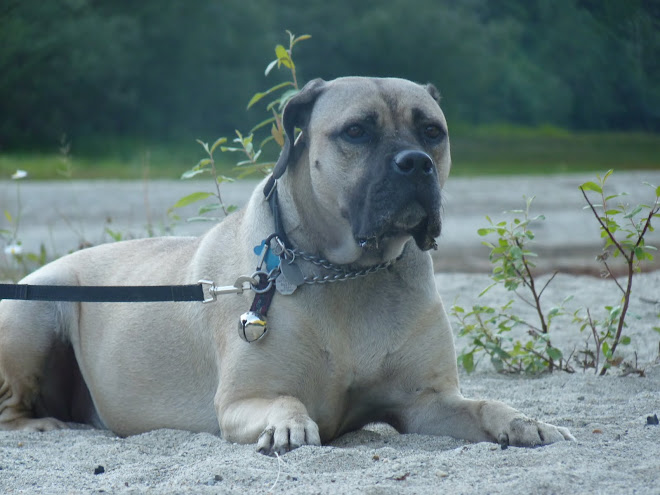 piledog!: Ta Da!! Pile Dog is now on-line : )