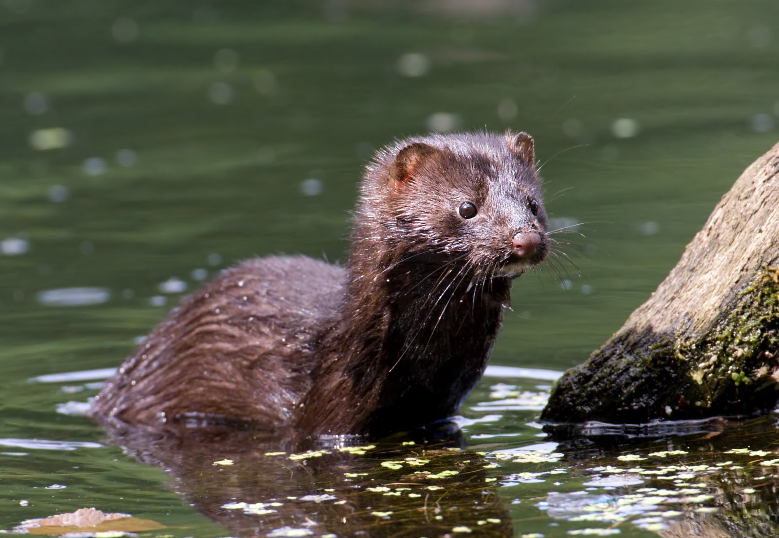 Calder Birder: Young Mink