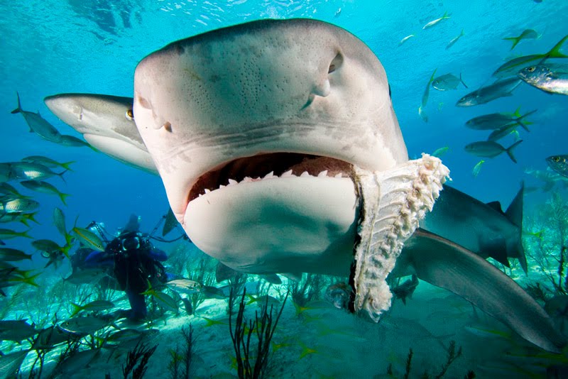 Especies marinas peligrosas: Tiburón Tigre