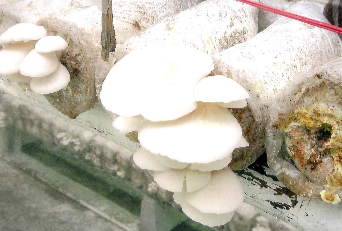 Tersedia Baglog dan Jamur Tiram Putih: Tersedia Baglog dan Jamur Tiram ...