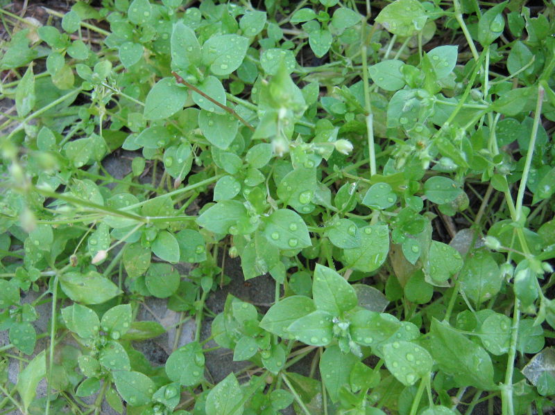 Tom and Anne's Garden: Chickweed