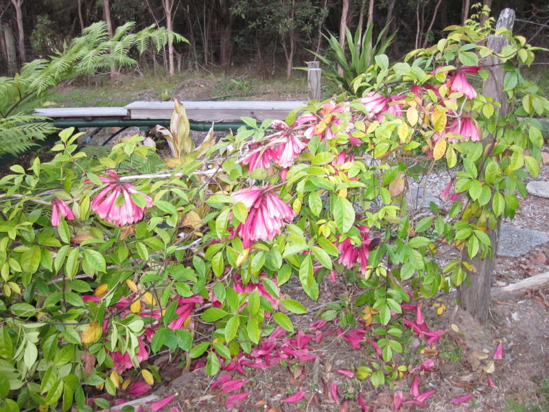 Tom and Anne's Garden: August 2010
