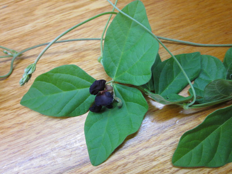 Tom and Anne's Garden: Siratro