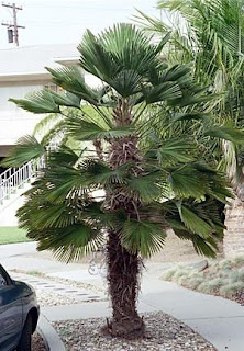 palm.santander: (palmera bonsai)