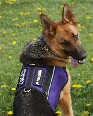 Working Service Dog Blog