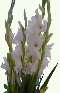 Garden Plant Information: Gladiolus Flower Variety and Fertilizer