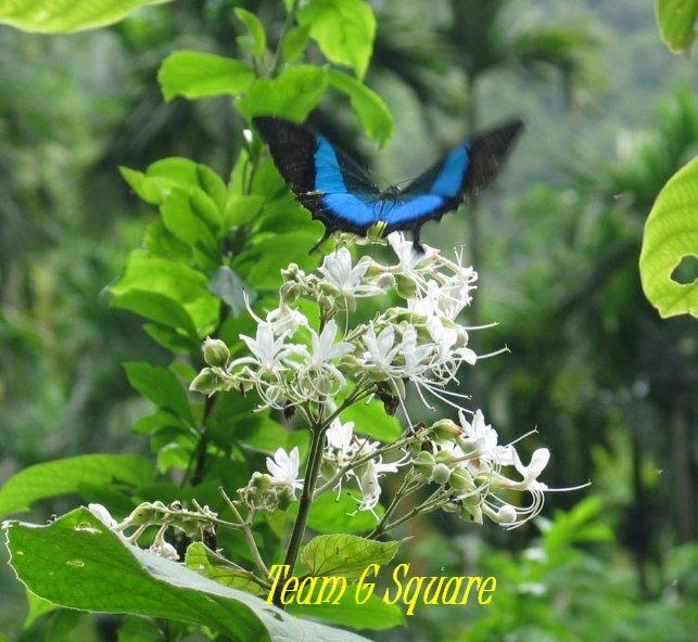 Team G Square: Critters of Thodikana