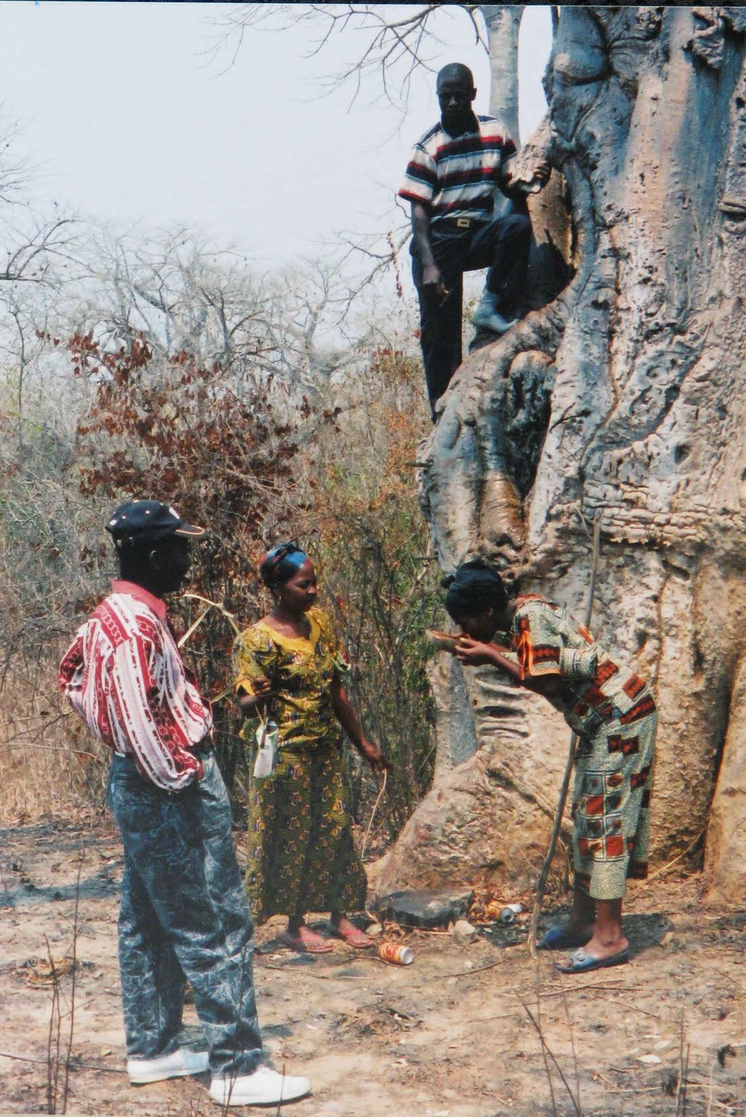 Wild Harvest Pharma: Baobab a Natural Water Reservoir Intelligens ...