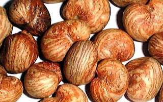 Wild Harvest Pharma: How To Grow Baobab Seeds