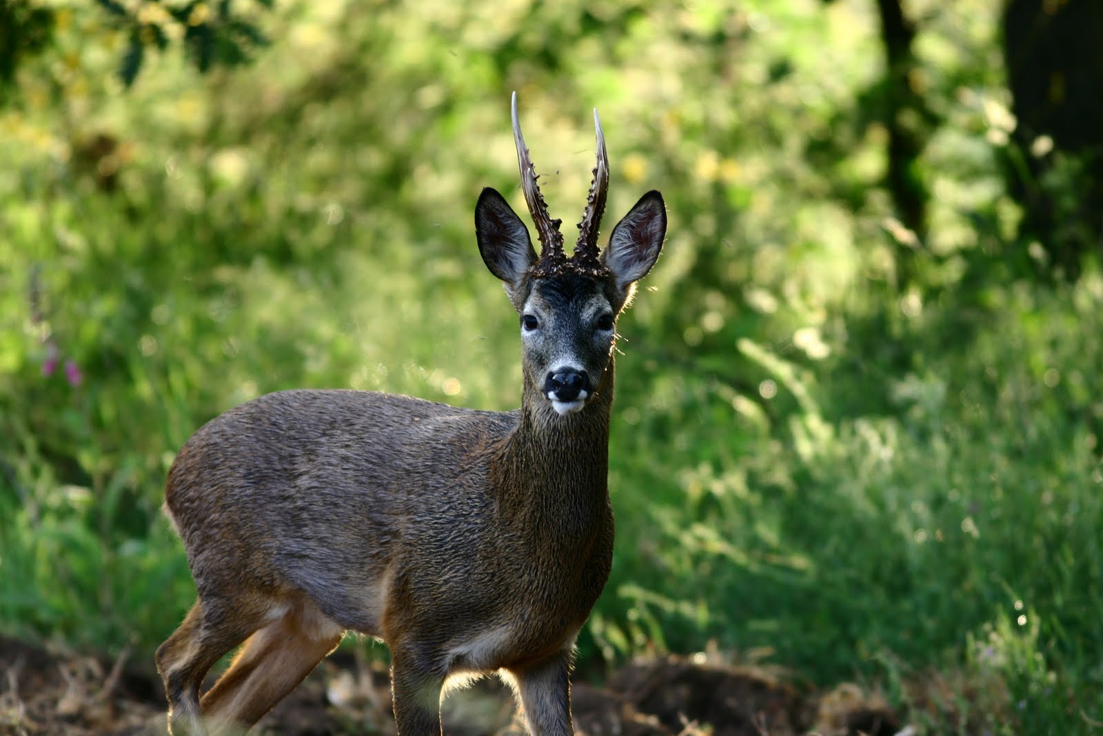 Fotos de Sanabria: Corzo