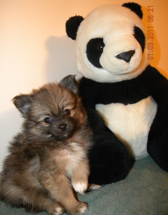 Blessed Country Mama: Pomapoo Puppies for Sale