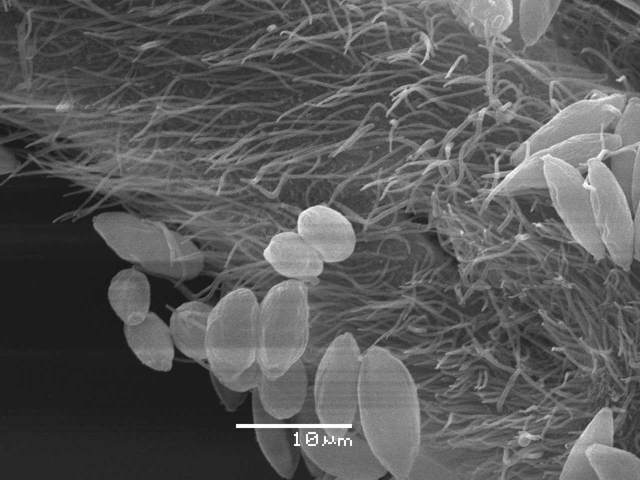 Biologia Celular y Molecular: Paramecio