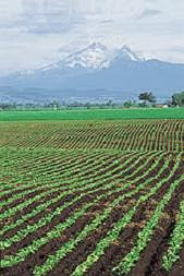 GEOGRAFIA: Latifundio