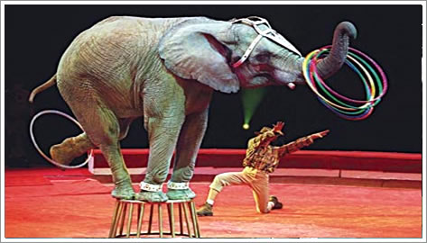 los animales: EL Circo