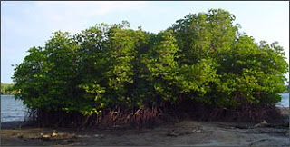 THE SYSTEM: Padang Lamun