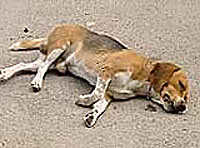 TIERRA Wama: PERRO MUERTO