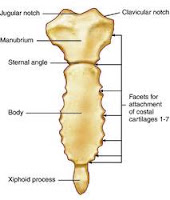 The Bio Reader: Human Bones
