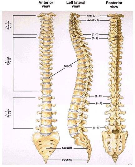 Vertebral Column Vertebral Column How Many Bones Vertebral Column Vertebral Column How Many Bones