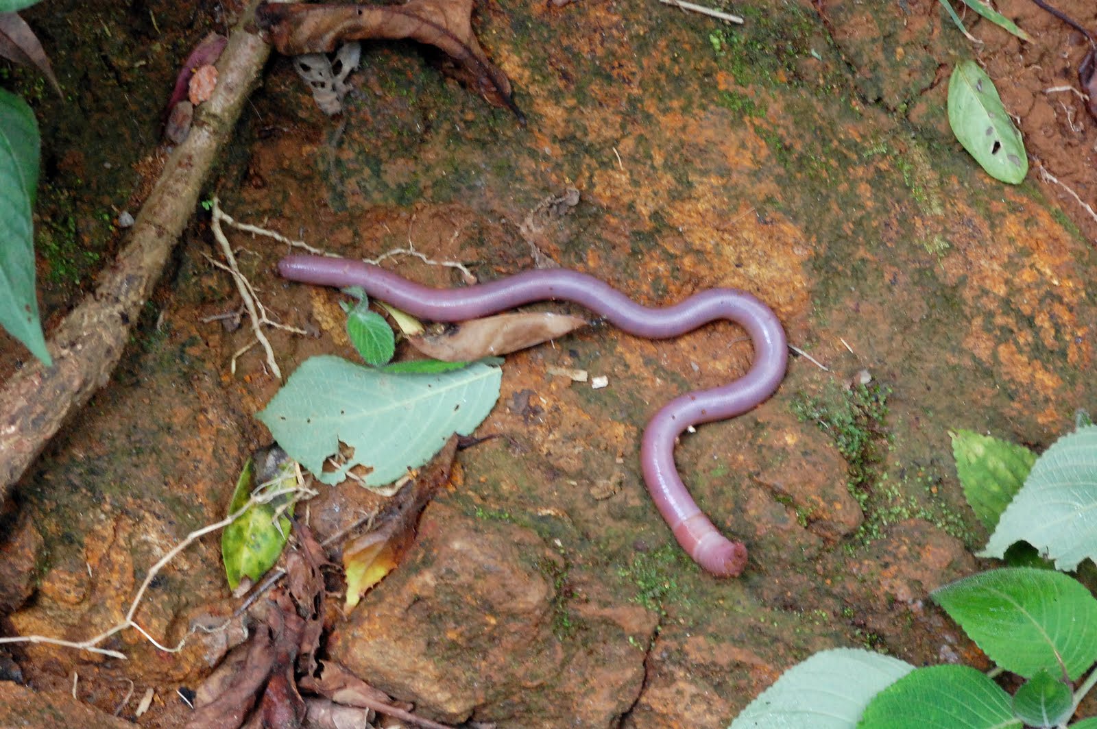 Reluctant Writer: 25 Years of Silent Valley