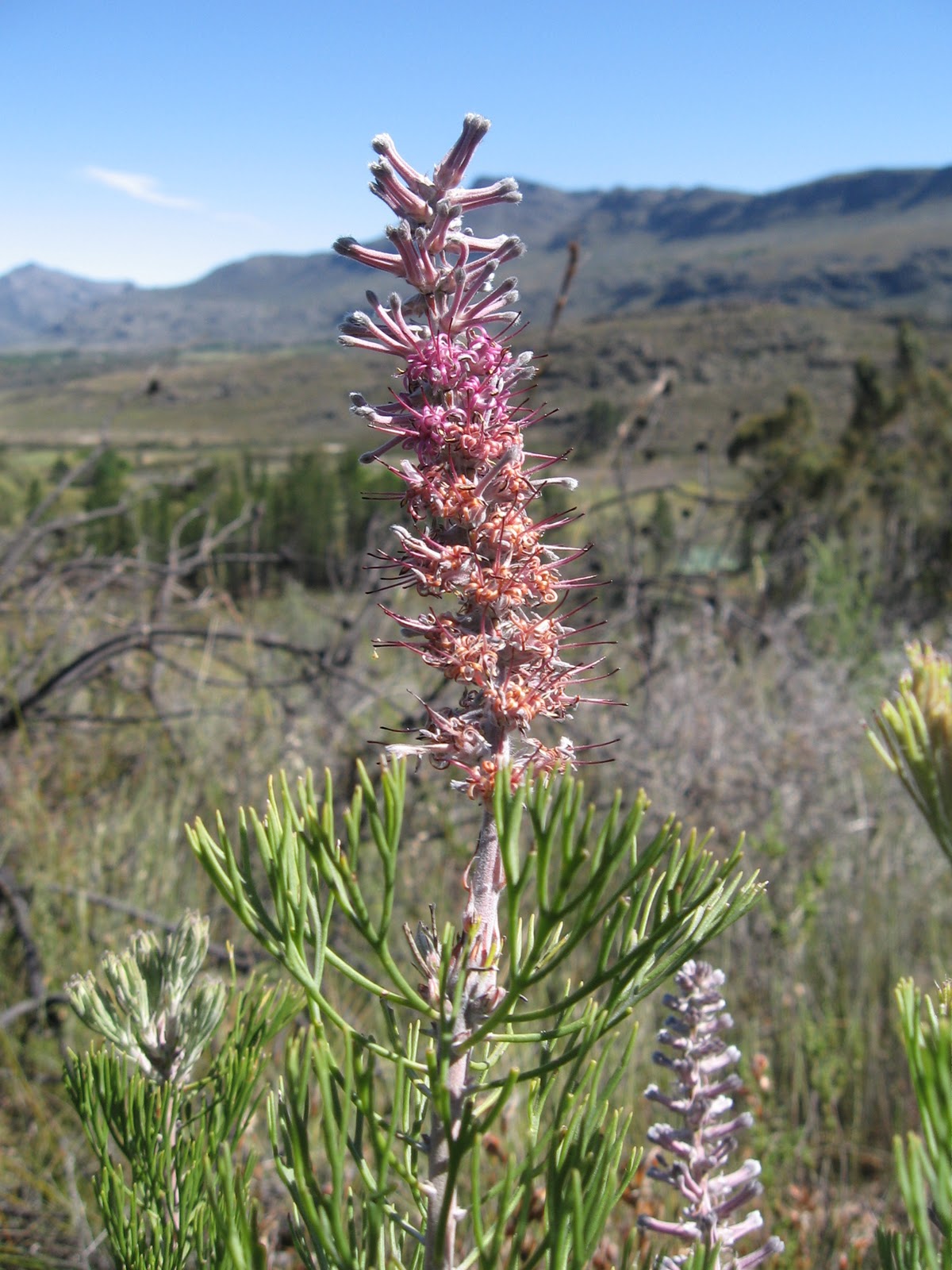 Cedarcot on Riversong Farm: Flowers