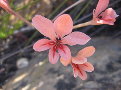 Riversong flowers: Tritonia undulata