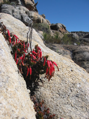 Riversong flowers: Erica plukenetii