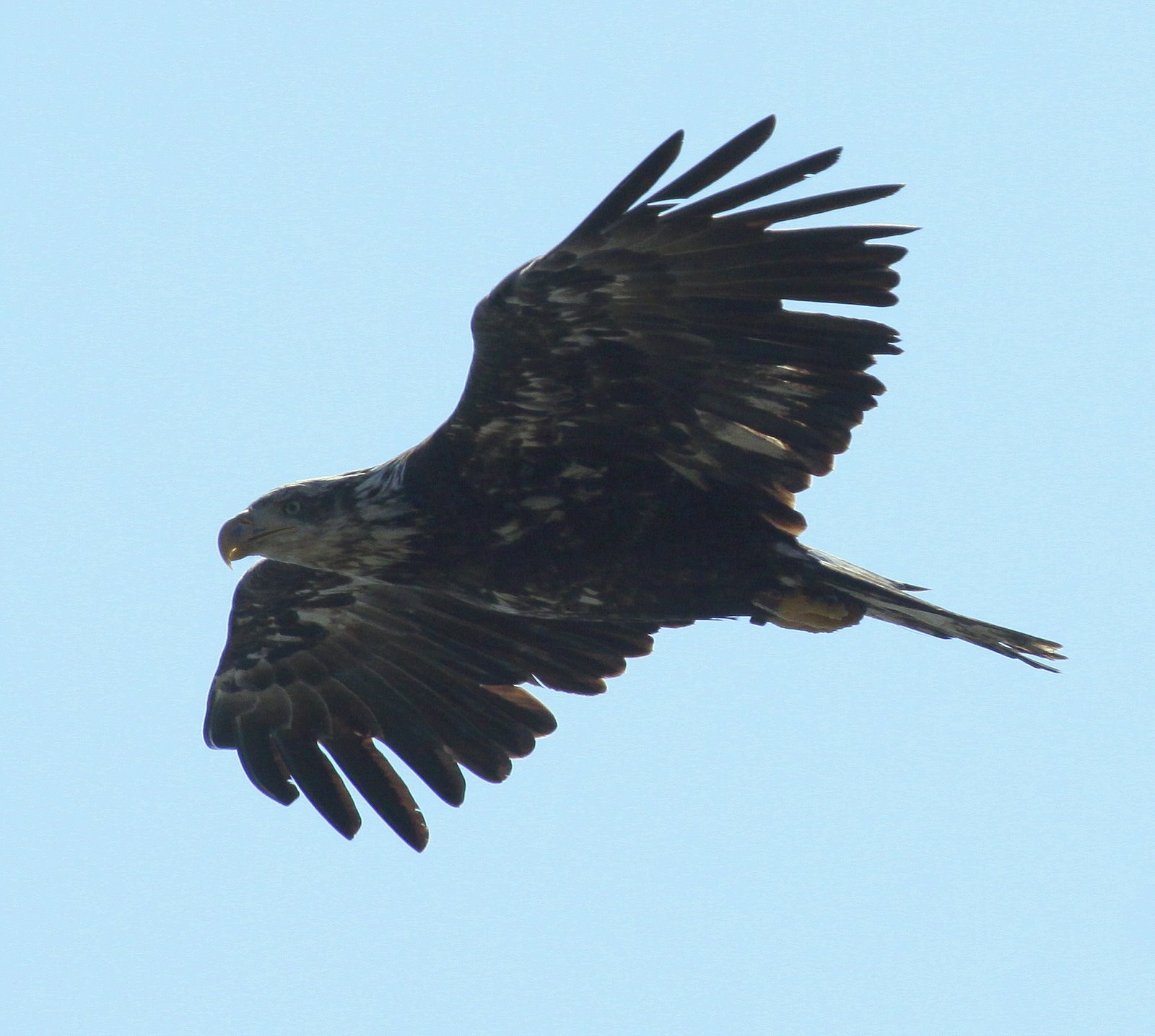 THE BACK STORY -: A Face Only A Mother Could Love - Turkey Vulture ...