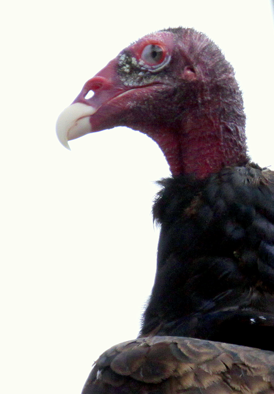 THE BACK STORY -: A Face Only A Mother Could Love - Turkey Vulture ...