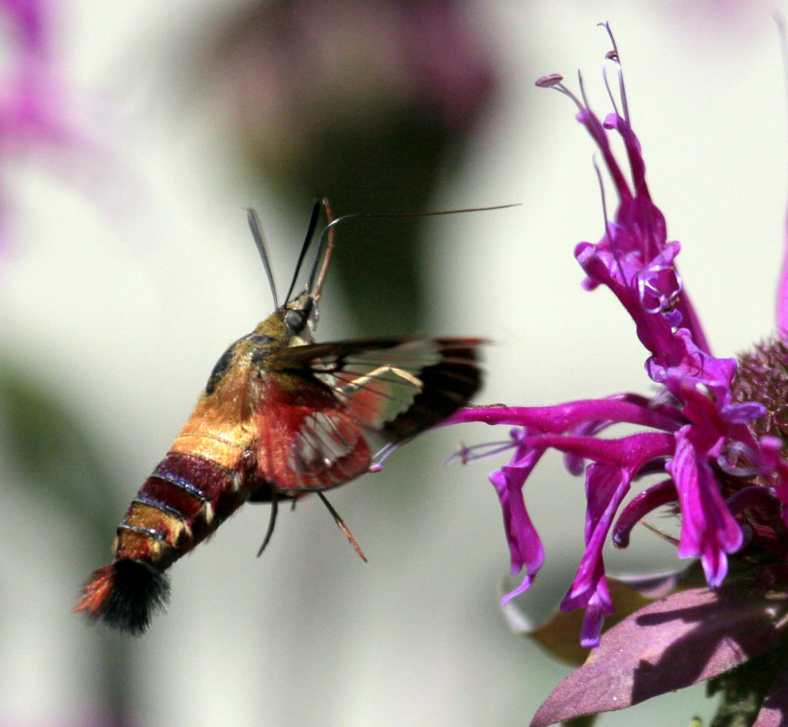 THE BACK STORY -: "Look! It's It A Bird! It's A Plane! It's ...