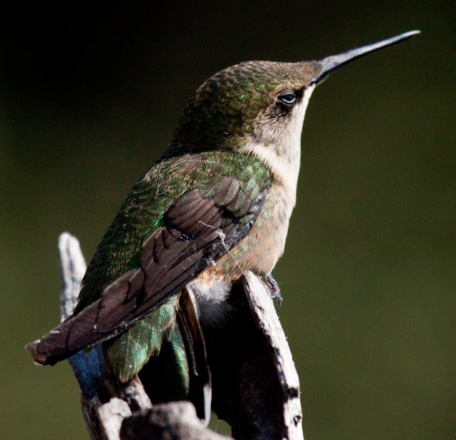THE BACK STORY -: The Seamy Side Of Charlotte's Web - Hummingbird ...