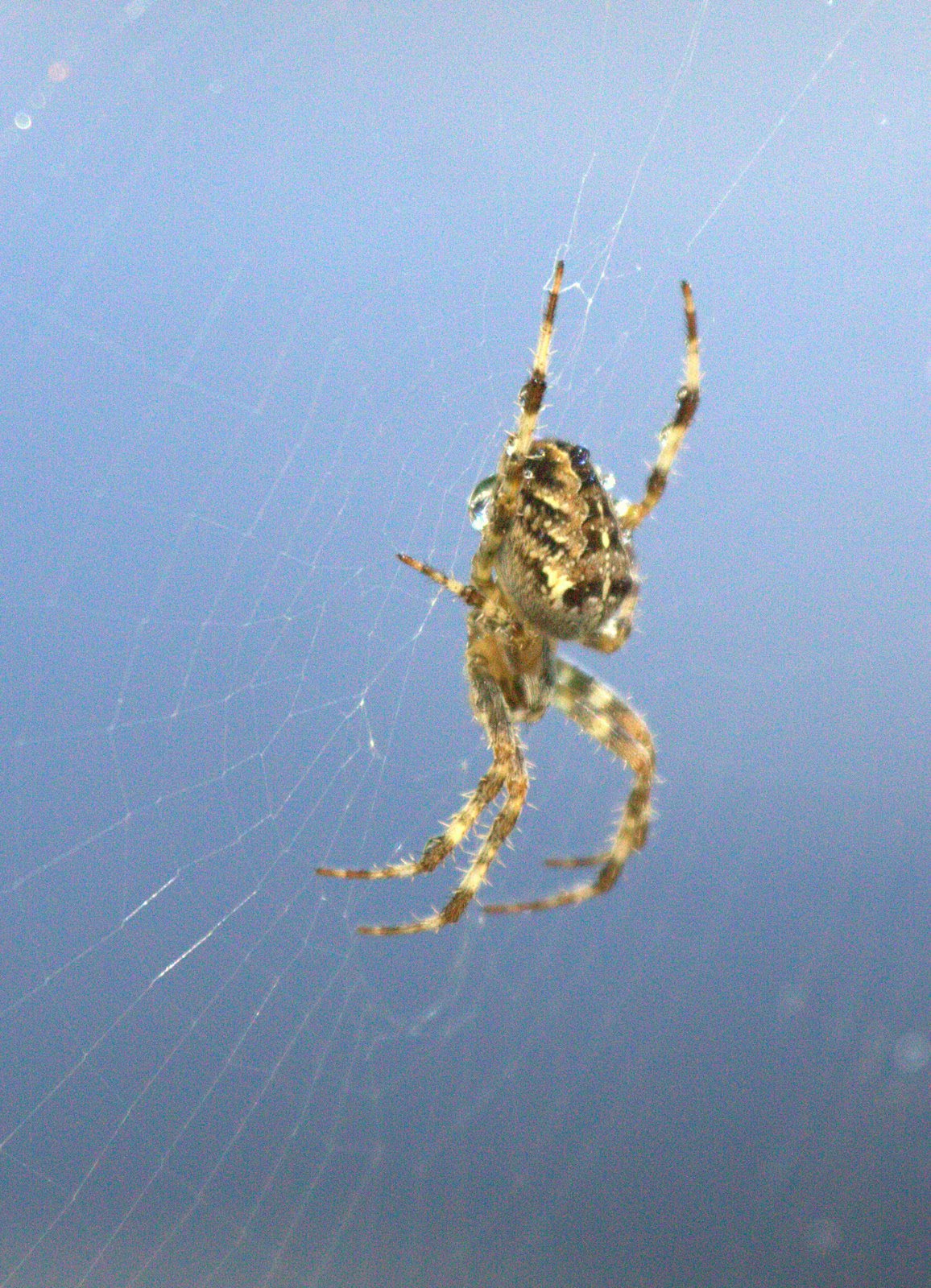 THE BACK STORY -: The Seamy Side Of Charlotte's Web - Hummingbird ...