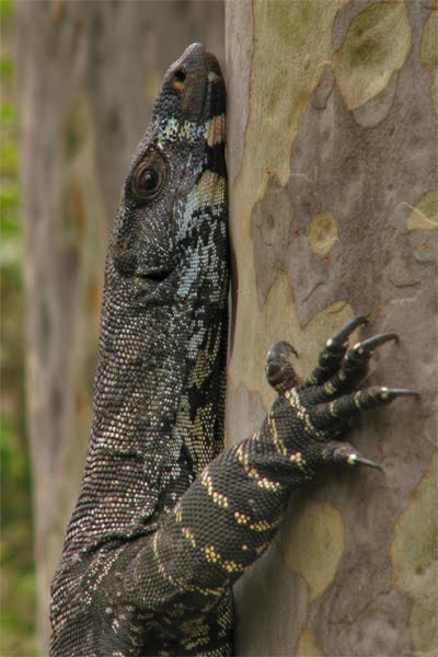 Focus on Nature: Old man Goanna