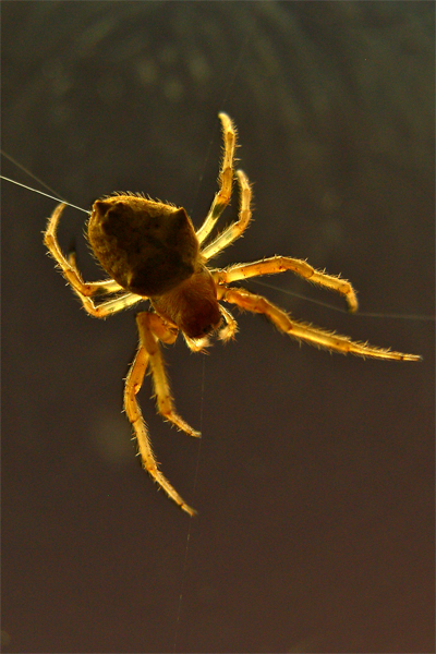 Focus on Nature: 01/01/2011 - 02/01/2011