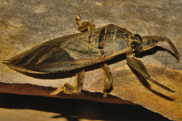 Focus on Nature: Veranda saga continues - The giant water bug