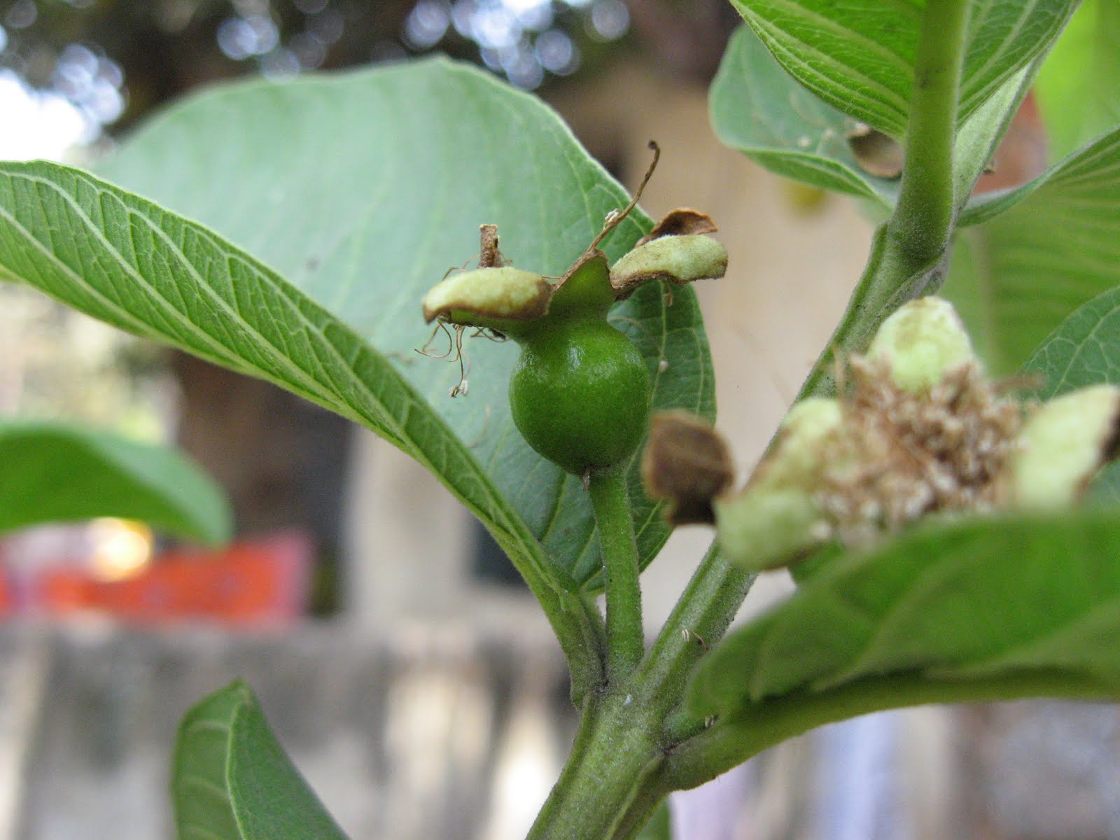 Photo-Feature: Jamshedpur: Flower to fruit: Guava