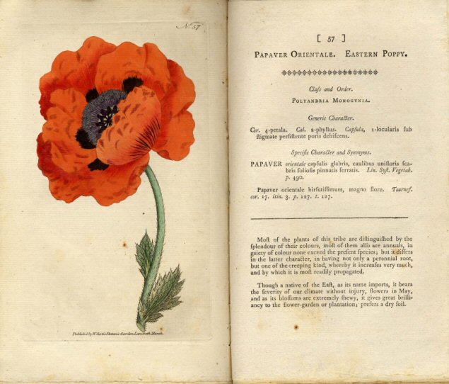 T H I N G S: curtis's botanical magazine.