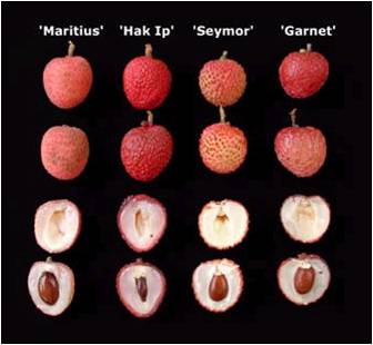 Cultivo de Litchi: Variedades de lichi