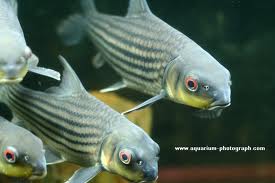 bLuNt CaSt aNgLeR: Temoleh@ Probarbus jullieni