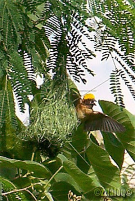 Ena's Stories: Dokumentari burung tempua