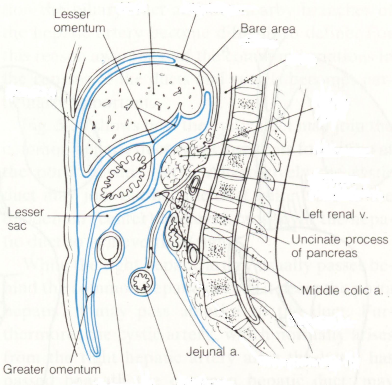Doctors Gates: Mnemonic for Retroperitoneal structures list