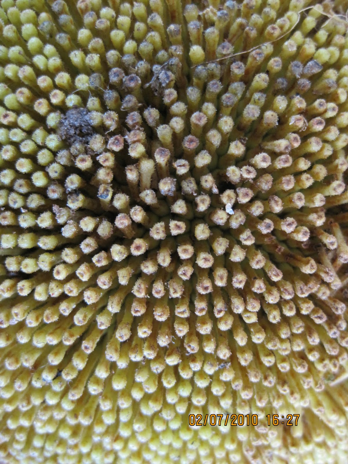 Buah Tarap: A chance encounter