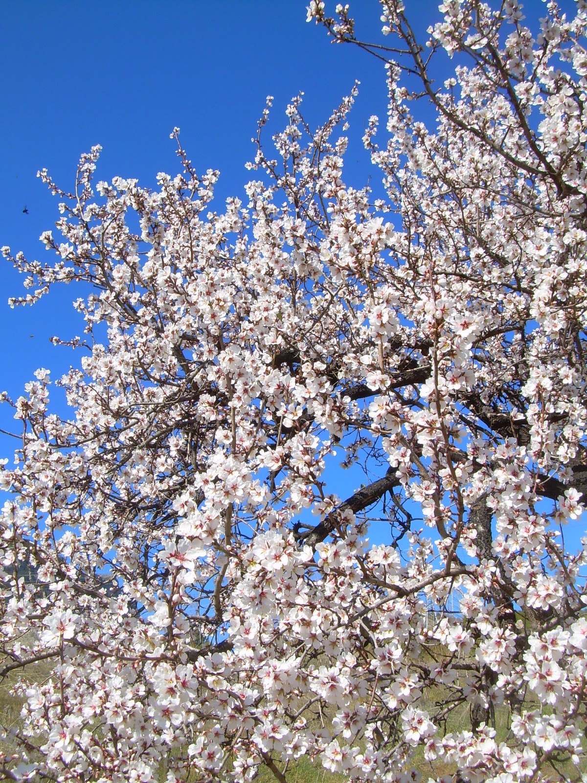 Estudio Fotografico Paco Paya: Avisos de primavera,Almendros en Flor ...
